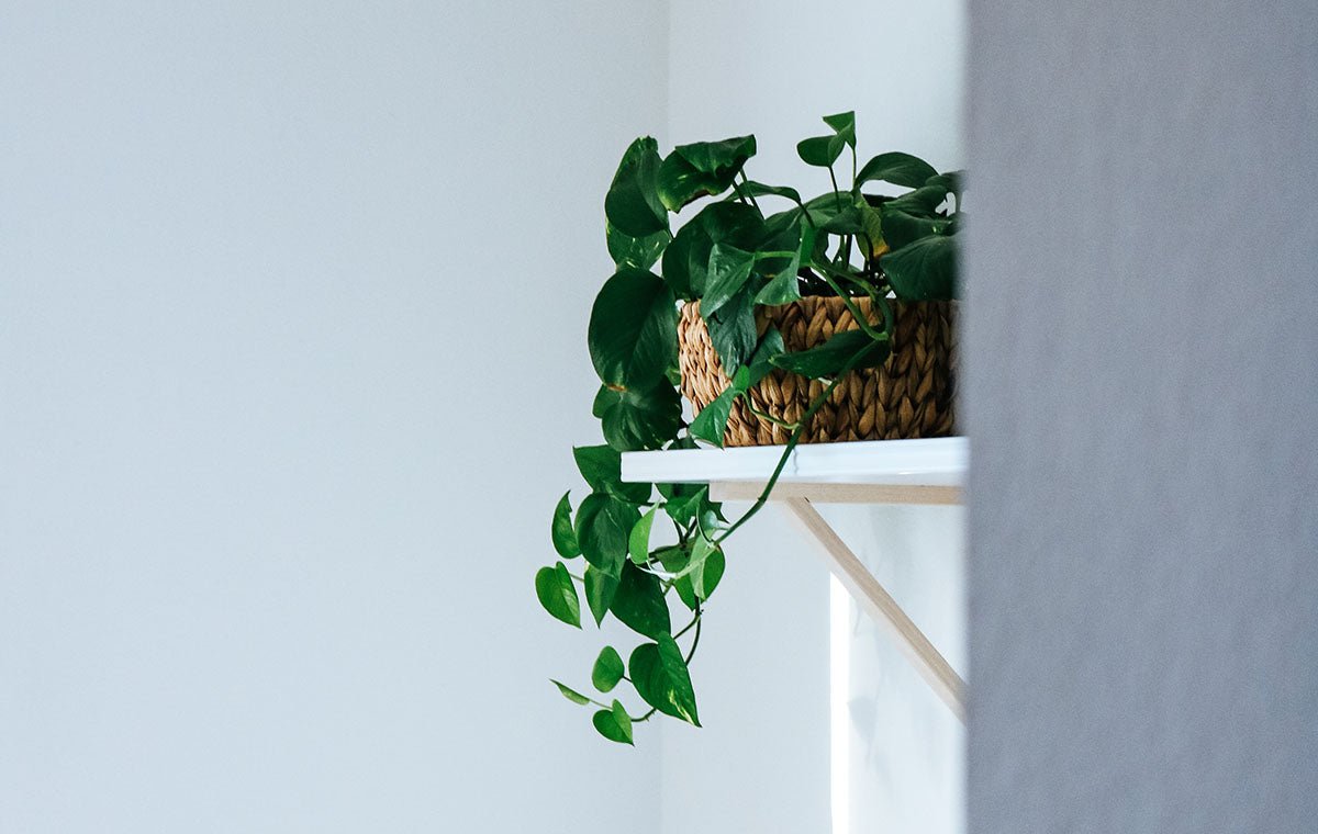 Pothos Personalities: Which Variety Matches Your Style? – Ethereal Company
