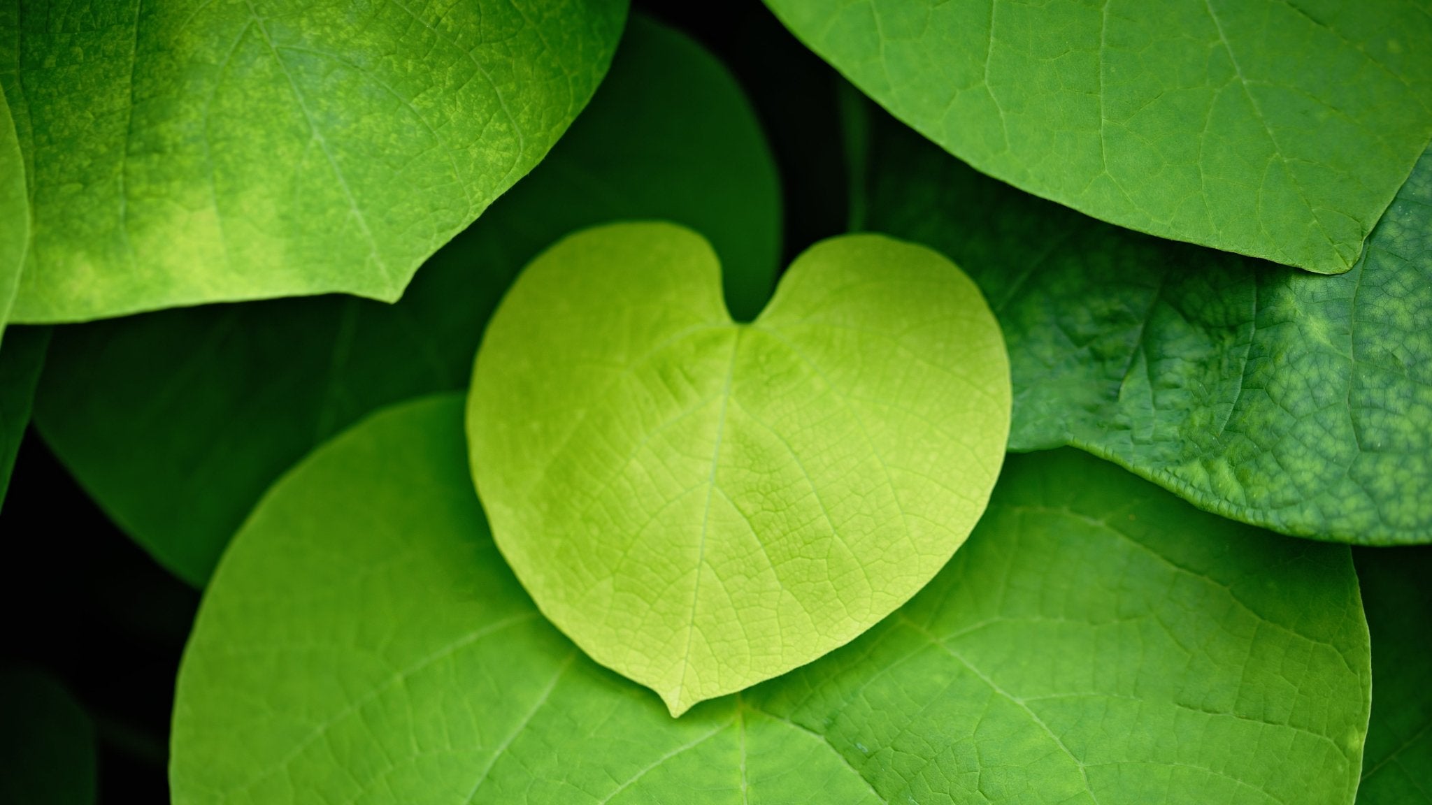 Valentine's Collection – Ethereal Company